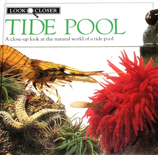 Tide Pool (Look Closer) by Christiane Gunzi