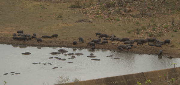 Under the Withaak's shade, Hugh reads in 2020 (part 1) | The Green ...