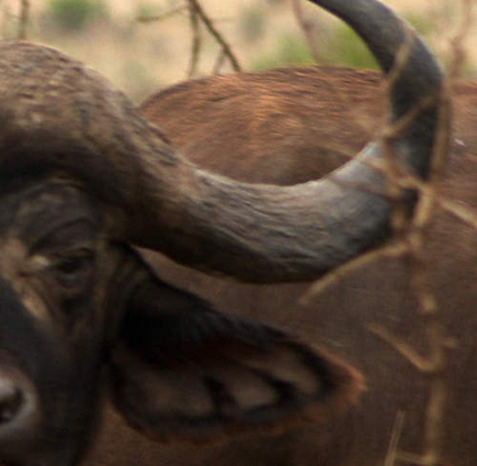 Under the Withaak's shade, Hugh reads in 2020 (part 1) | The Green ...